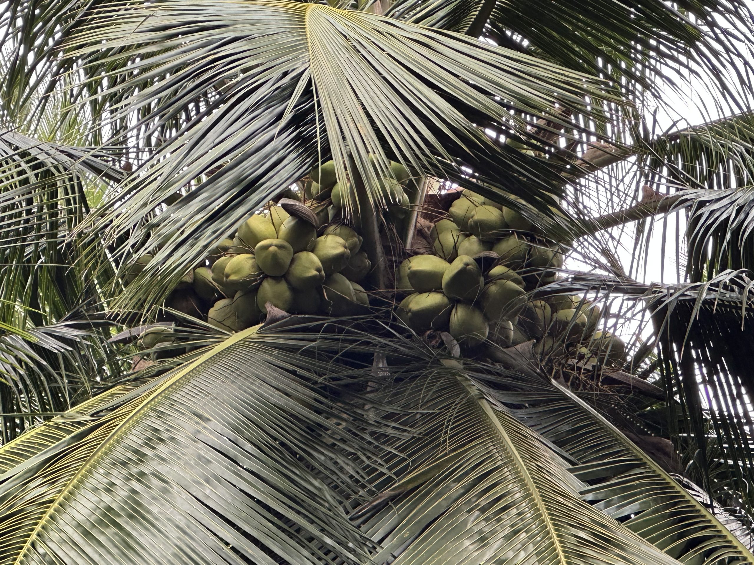 Best Coconut saplings in Coimbatore - Sri Ambal Nursery