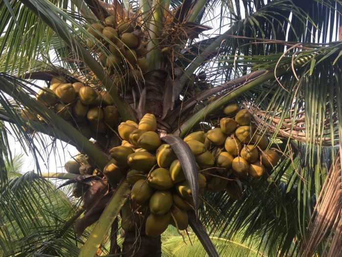 Buy Dwarf Coconut Tree At Best Price - Sri Ambal Nursery